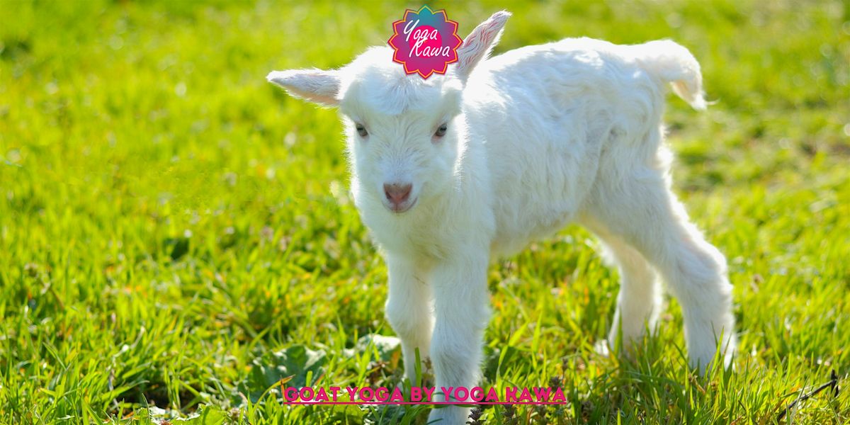 Goat Yoga (Adults-Only) by Yoga Kawa Toronto, 600 Bay St. #500, Toronto ...