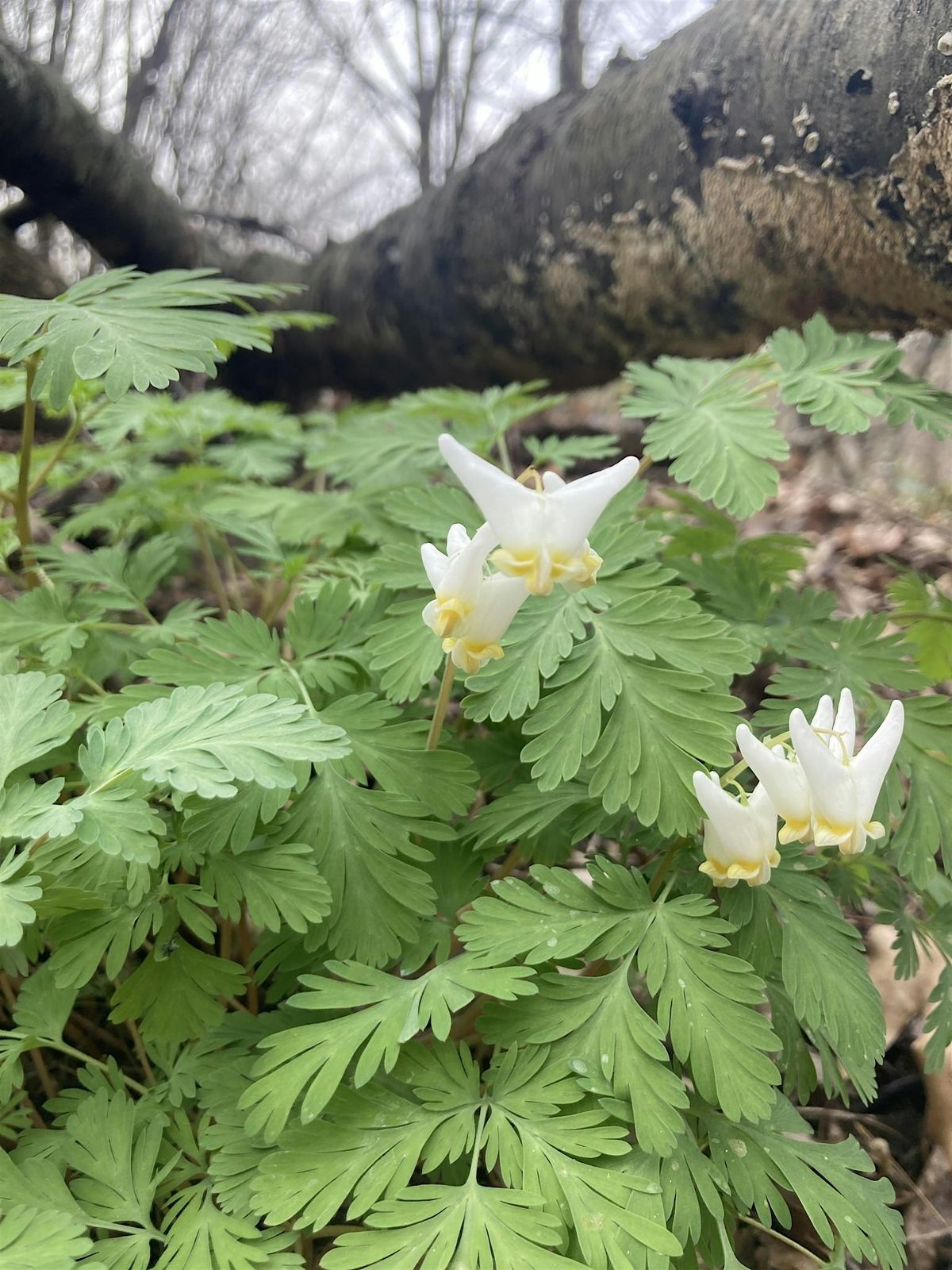 Inwood Hill Park Spring Ephemeral & City Nature Challenge Walk, Payson ...