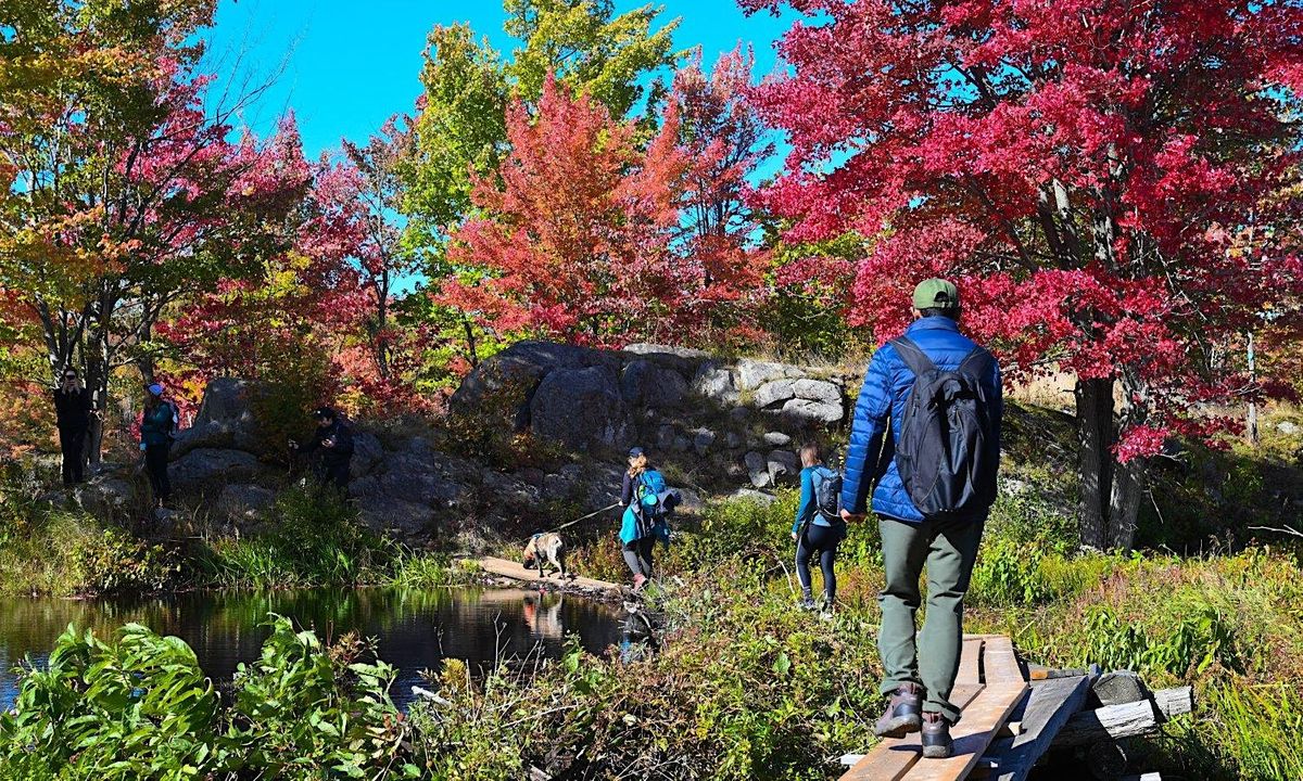 Fall Colours Hike in Frontenac Park, Keele Station, Toronto, 8 October ...