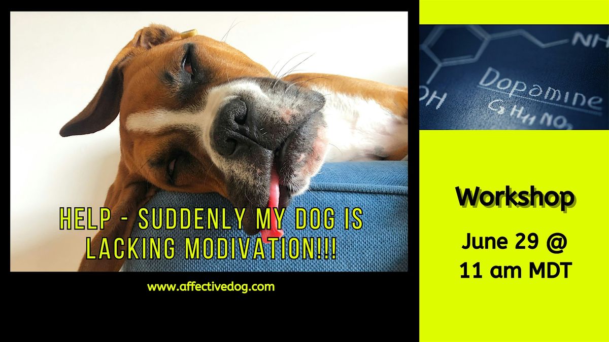 Help - suddenly my dog is lacking motivation!!!, ONLINE - ZOOM EVENT ...