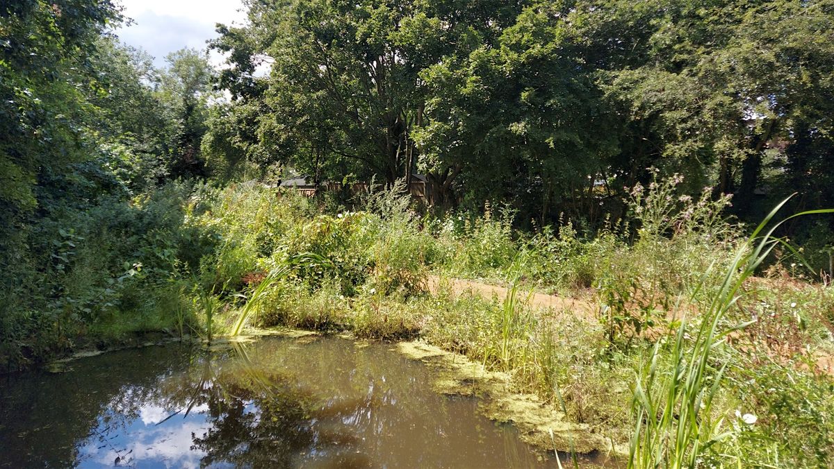 Edith Gardens Rewilding and Open Day, Edith Gardens, Surbiton, 24 July ...
