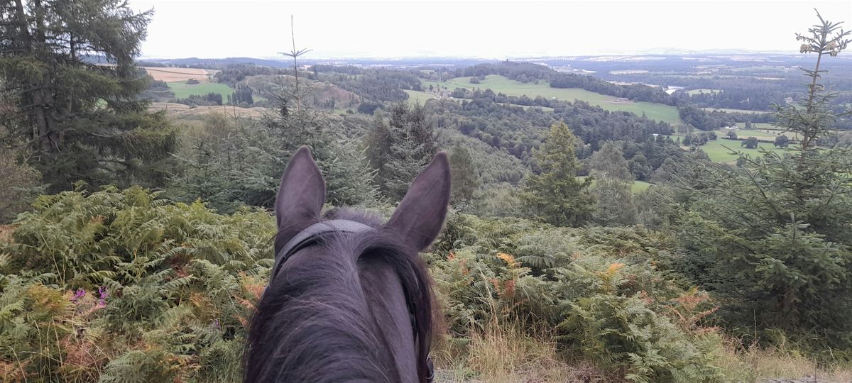 Menopause Mare Walk Only Hack, Equine Unlimited, Dunkeld, 14 July 2024 ...