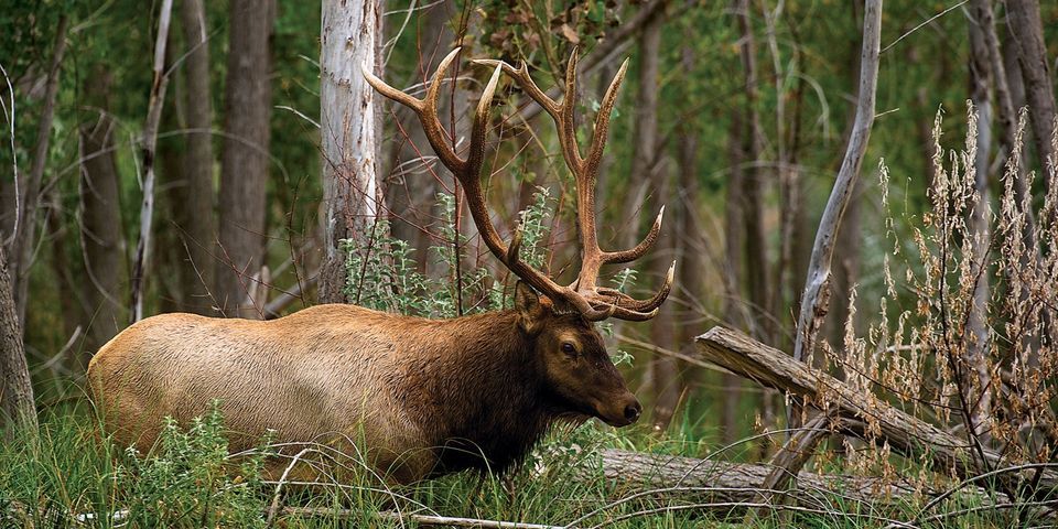 Weiss Lake Inaugural RMEF Big Game Banquet, 635 Armory Road, Centre, AL ...