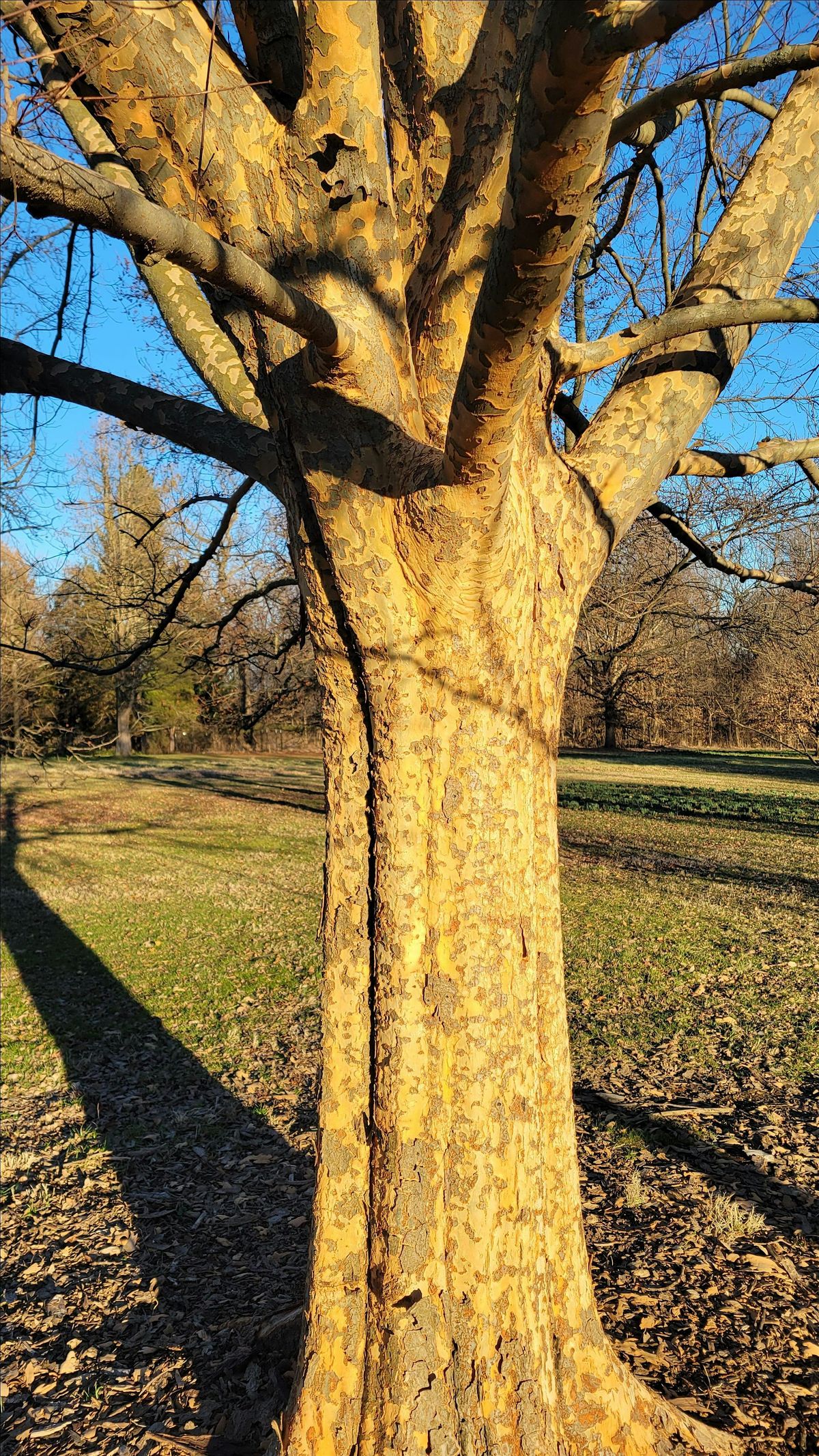 Horticulture Culture: Unique Bark, Cylburn Arboretum, Baltimore, 8 ...