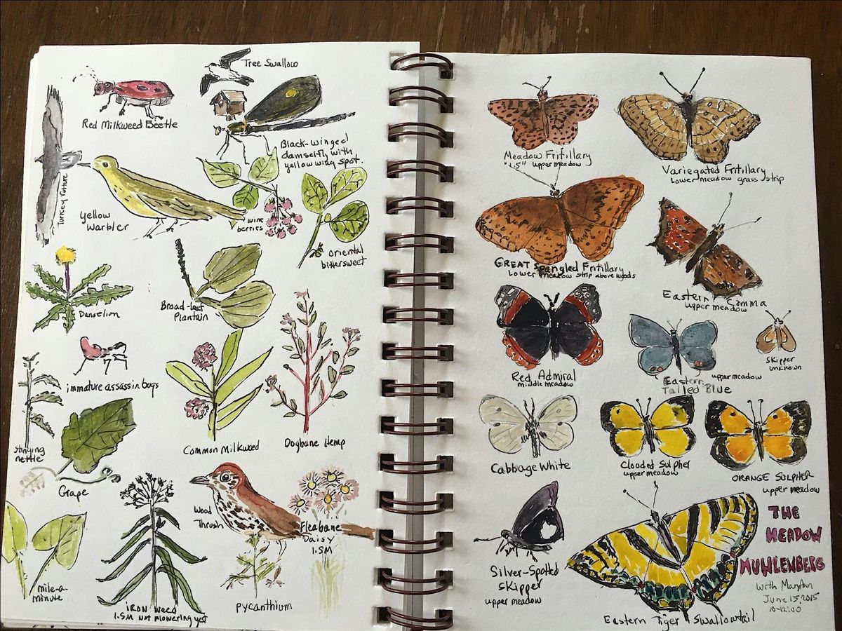 Nature Journaling: Colored Pencil & Fall Colors, Climbers Run Nature ...