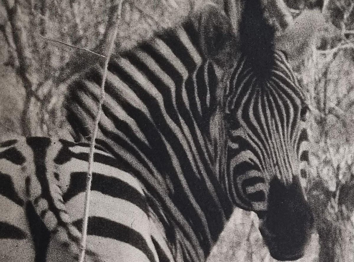 Printmaking workshops - Photopolymer etching using KM73 Toyobe plate ...