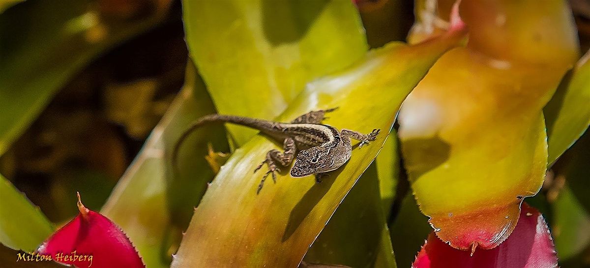 Master Your Camera Controls - Photography Workshop, Dickson Azalea Park ... Master Your Camera Controls - Photography Workshop, Dickson Azalea Park ...