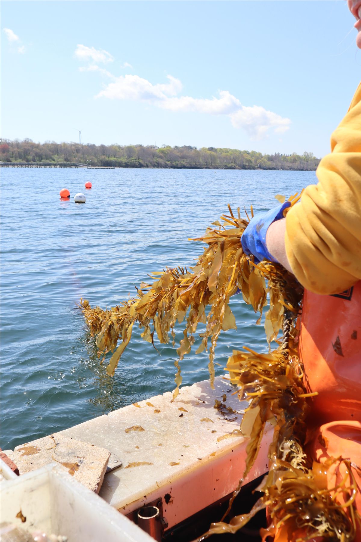Aquaculture Deep Dive 3: Seaweed Aquaculture in Rhode Island, December ... Aquaculture Deep Dive 3: Seaweed Aquaculture in Rhode Island, December ...