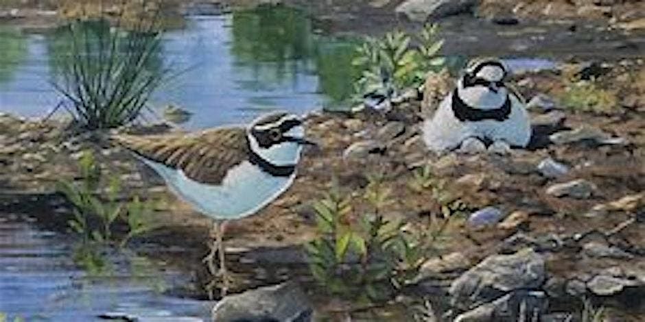 Learn to draw and paint birds with Steve Cale, Cley Marshes Visitor ...