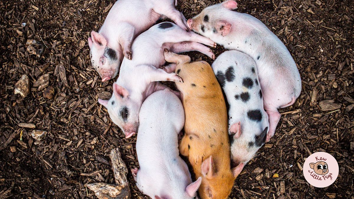 Kew Little Pigs Farms Piggy Pet & Play: Singles Session, Kew Little ...