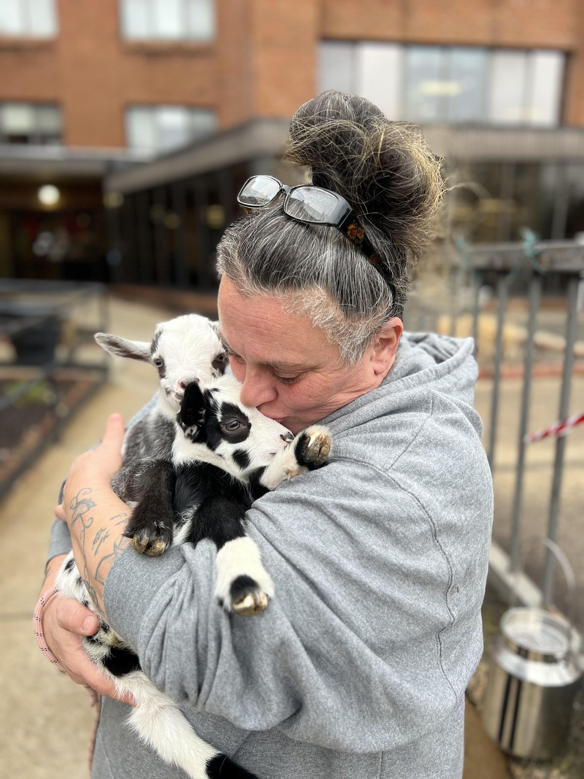 Open Farm, Baby Goat Snuggling and Valentine Party, Got Your Goat Farm ...