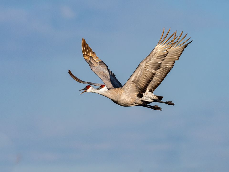 Speaker Series- The Bird Migration Explorer: Migratory birds of Rowe ...