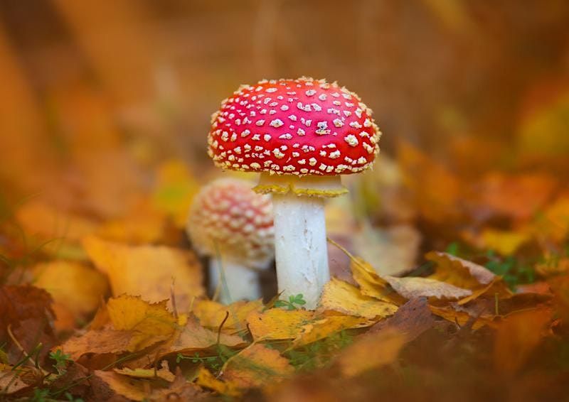 Photography - Fungi and Autumn Colours, Nower Wood Educational Nature ...