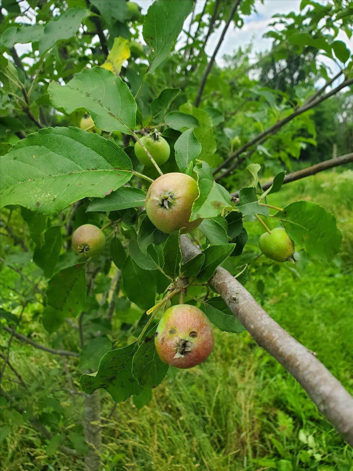 Exploring the Heritage Apple & Chestnut Orchard with Sarah Rollison ...