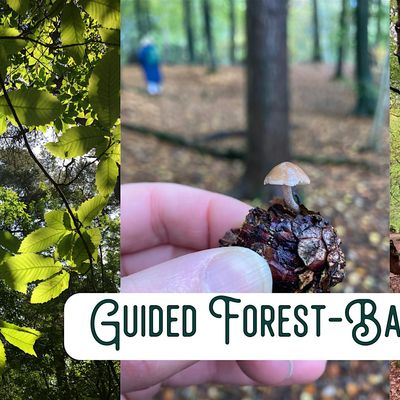 Guided Forest-Bathing Walk, National Trust - Alderley Edge and Cheshire Countryside, Nether ...