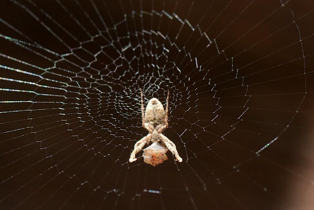 Spinning in the Dark: Spider web-building, from behavior to brain ...