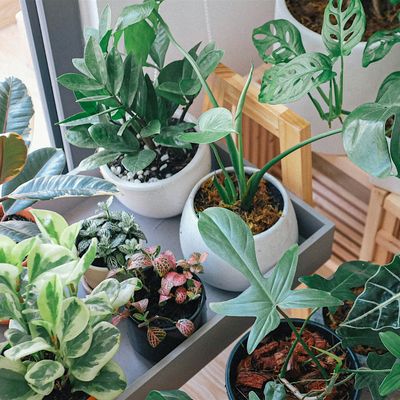 Create your first indoor plant haven: winter care edition-Woodcroft ...