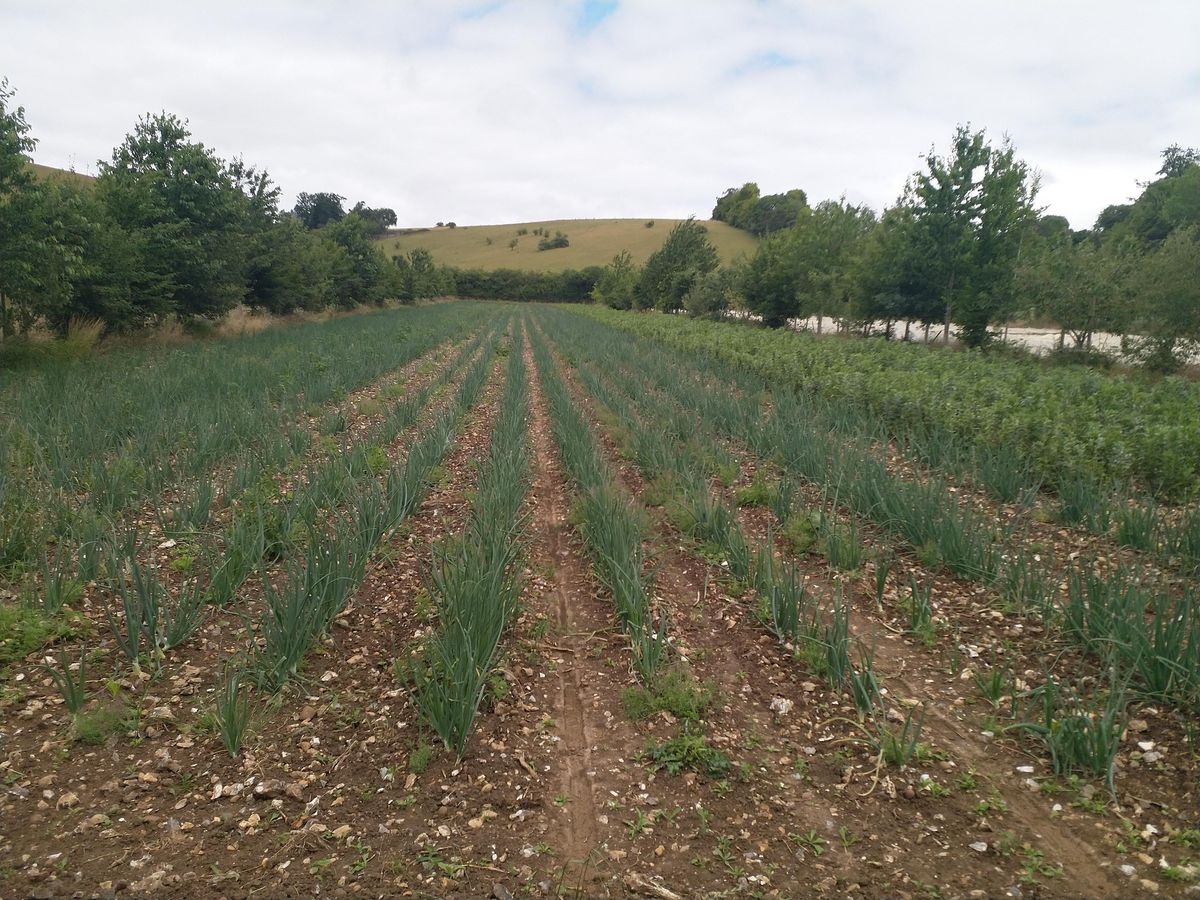 Regenerative & Agroforestry systems inc Forest Gardens for food ...