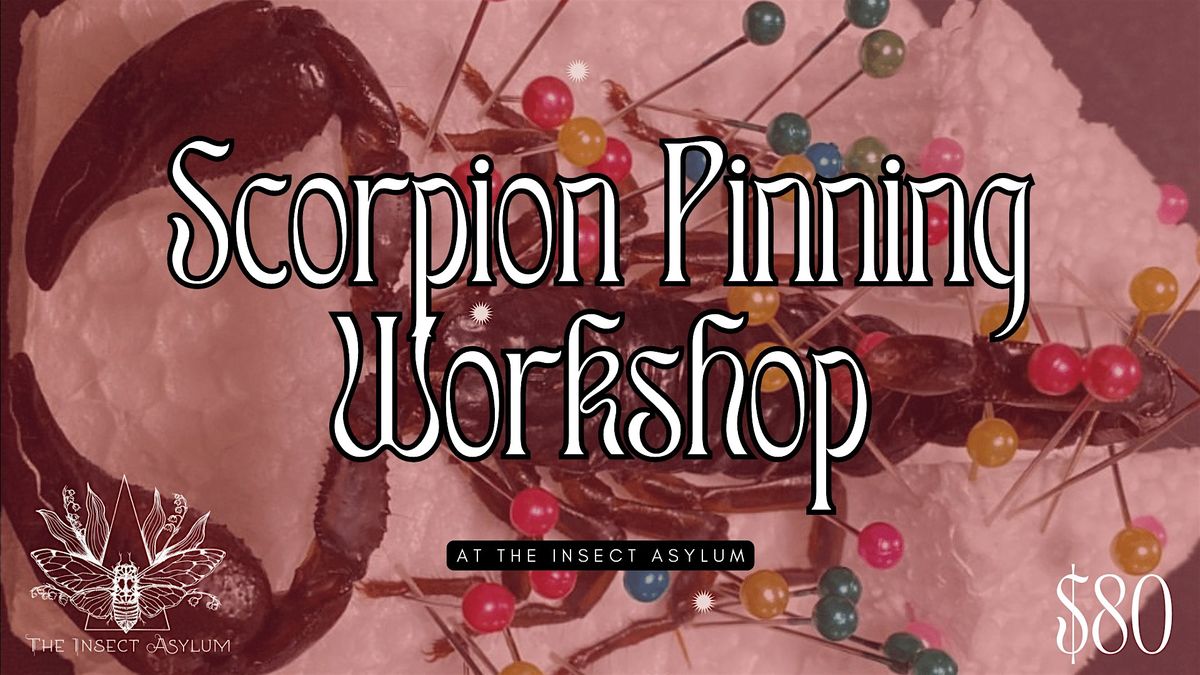 Scorpion Pinning Class, The Insect Asylum, chicago, 19 April 2024 ...