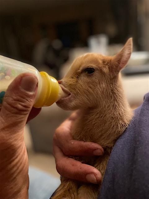 Goats & Grapes, Legacy Lane Farm, Stratham, 8 March 2024 | AllEvents