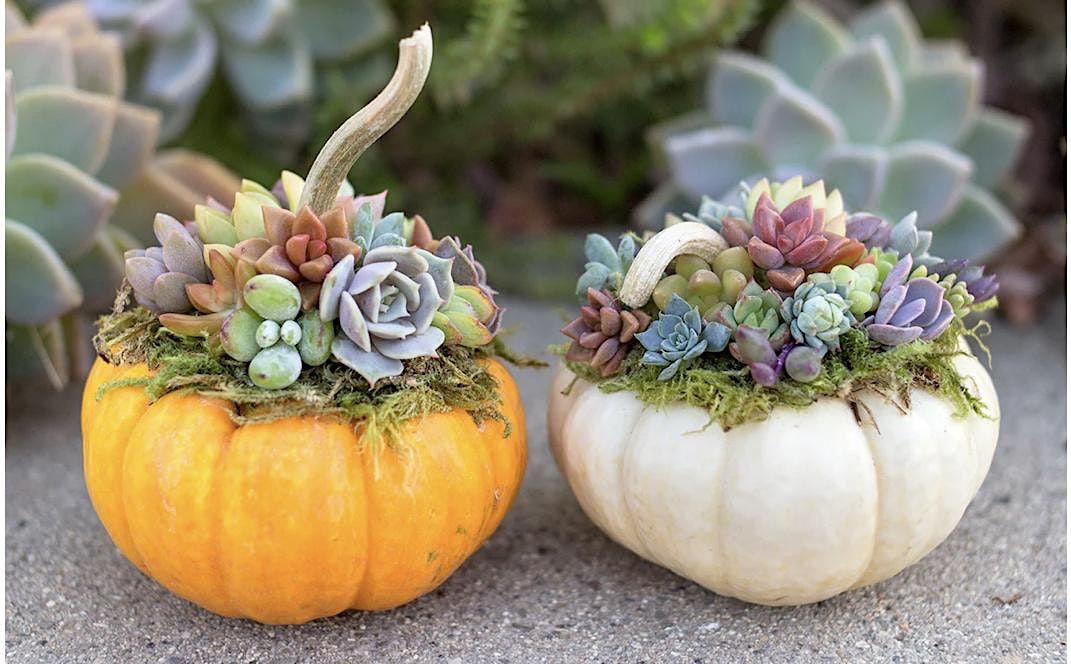 Pumpkin & Plants, M&M Farms Wedding Venue, Higginbotham Road, Fort ...