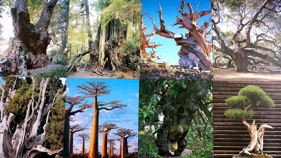 TREES & LAND. Drawing workshop, Clements Hall Trust, York, 20 May 2023 ...