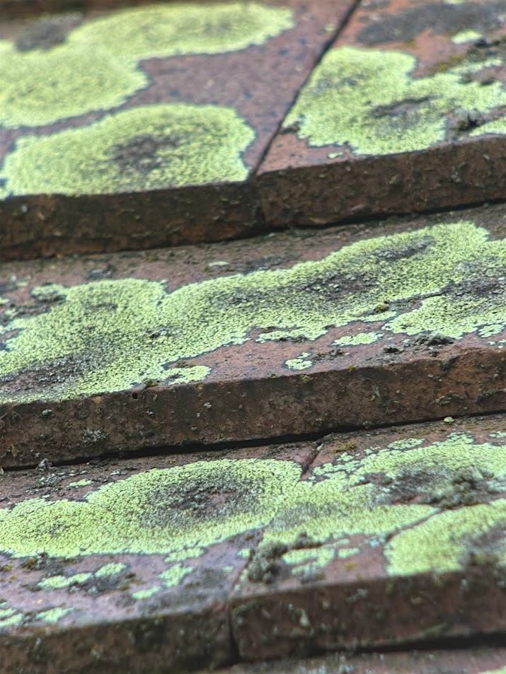 Lichen Identification Training and Workshop, Limpenhoe Village Hall, 16 ...