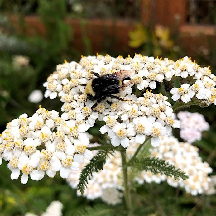 Ancient & Wise: San Francisco Native Herbs, Garden for the Environment ...