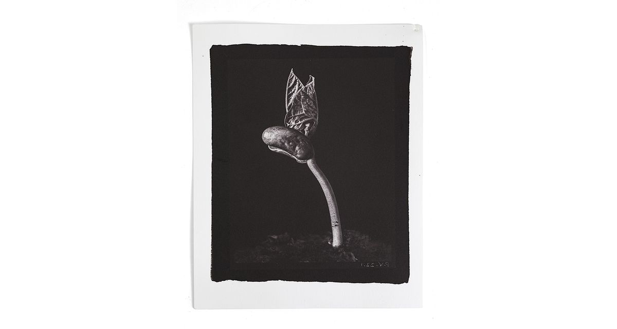 Salt printing workshop, QUEENSLAND CENTRE FOR PHOTOGRAPHY, The Maud ...