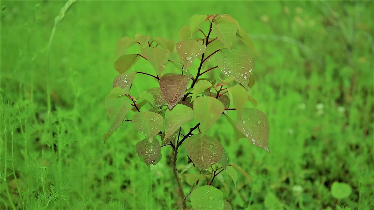 Invasive Exotic Plants: Identification, Control, and Prevention, Grand ...