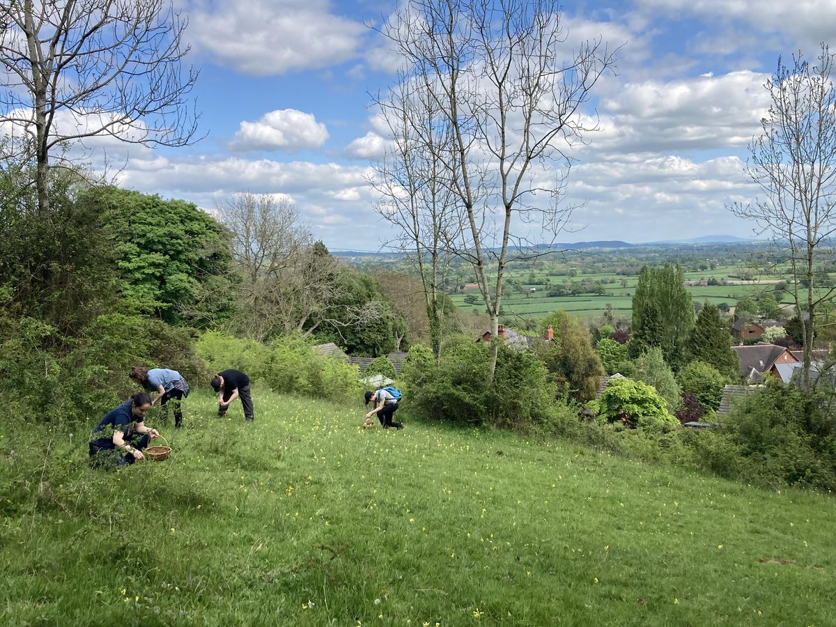 Taster of Spring Foraging - Foraging Workshop and Walk in Altrincham ...