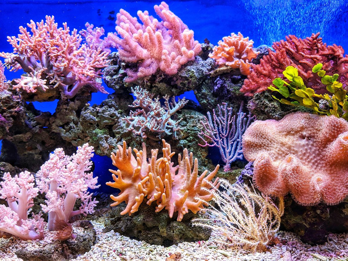 artfully-explore-australias-great-barrier-reef-december-10-2022