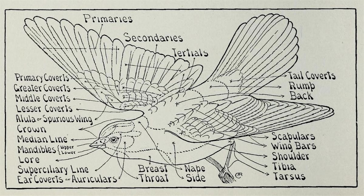 The Basics of Bird Anatomy with Dr. Kathleen Hunt, May 20 2024 | Online ...