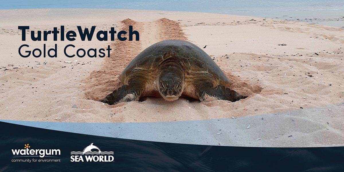 TurtleWalks with TurtleWatch at Broadbeach, Kurrawa Surf Club, Broadbeach, 29 March 2023 ...