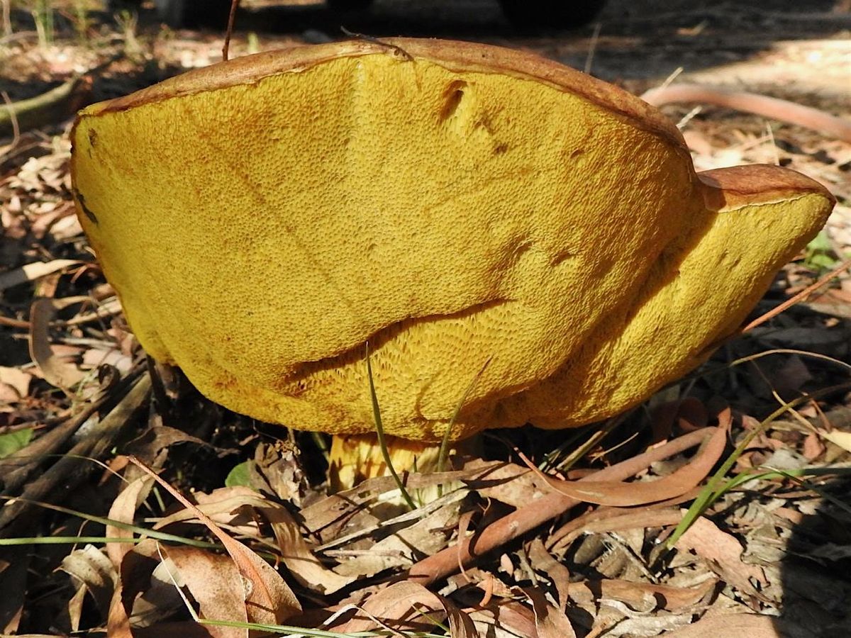 Art Workshop - Drawing Extraordinary Fungi, Mount Wombat, Strathbogie ...