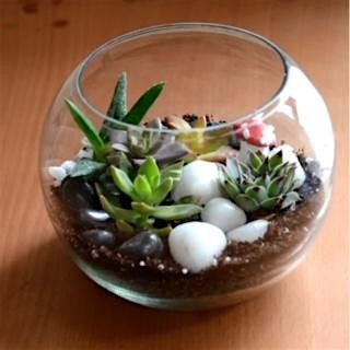 Succulent Terrarium: Bring Nature Indoors, Rose Bridge Farm, Dresher ...