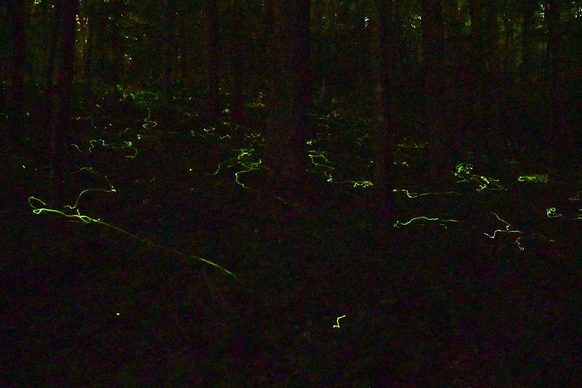 Blue Ghost Firefly Viewing & Nocturnal Animal Program, Asheville, NC ...