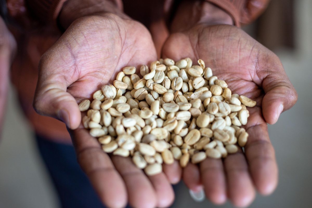 Tipico: Learn about Specialty Coffee and our delicious Guatemalan ...