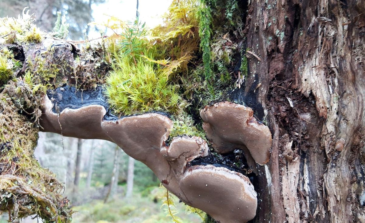 Joint Outdoor & Woodland Learning (OWL) Workshop and Network Event ...