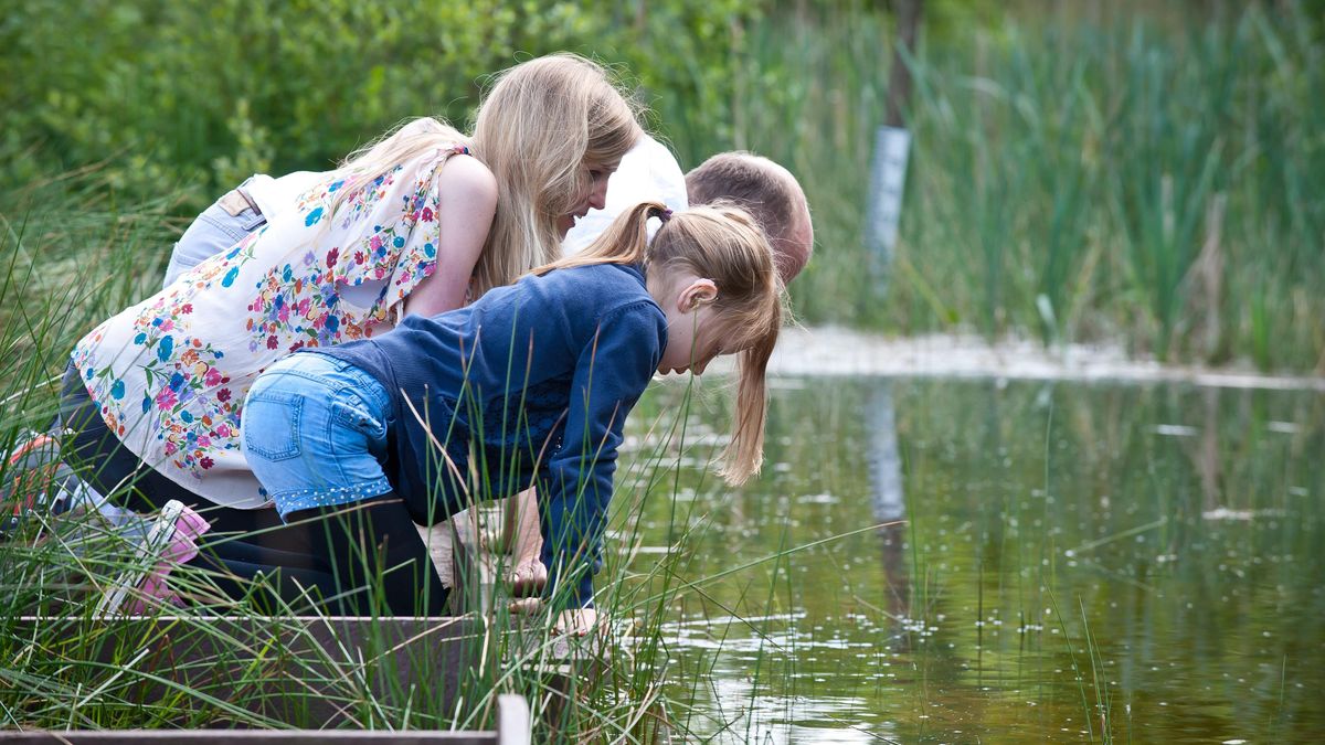 Pond Mini Beasts, Greenham and Crookham Commons, Newbury, 26 June