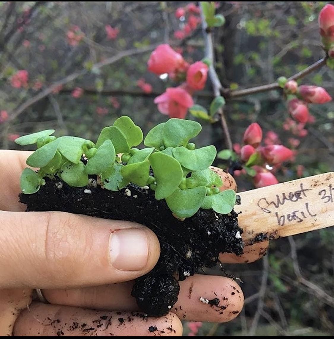 Seed Starting with Coriander!, Coriander Kitchen and Farm, Detroit, 18 ...
