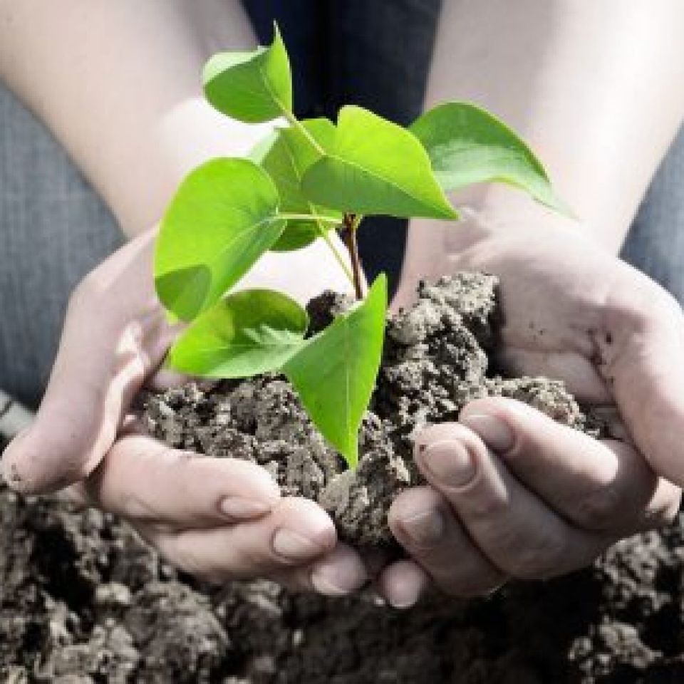 Seed Starting, Jared's Nursery Gift and Garden Center, Littleton, 3 ...