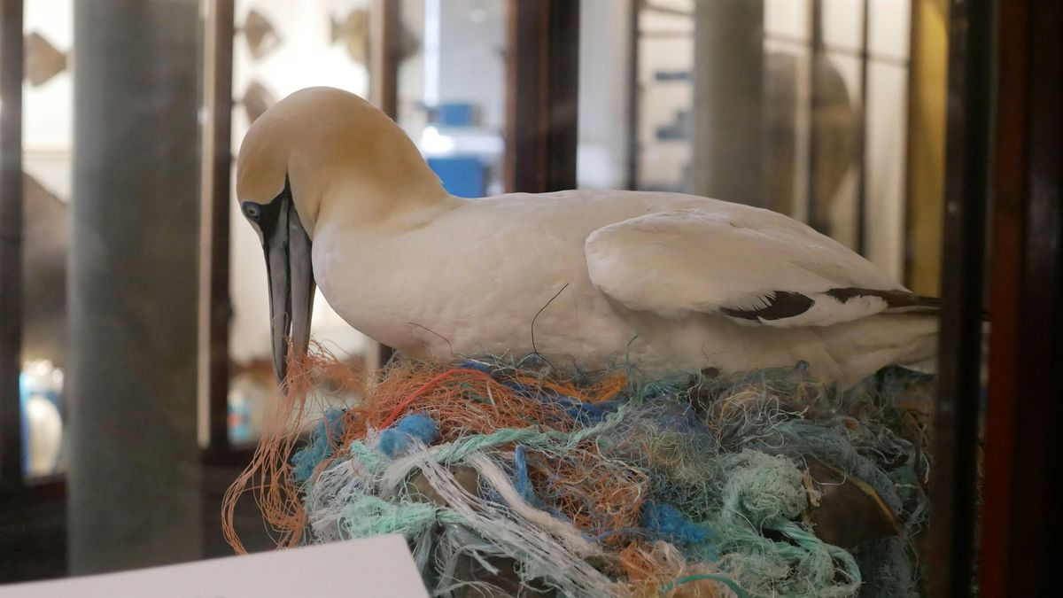 The Unnatural History Museum: Cryptids Session, May 22 2024 | Online ...