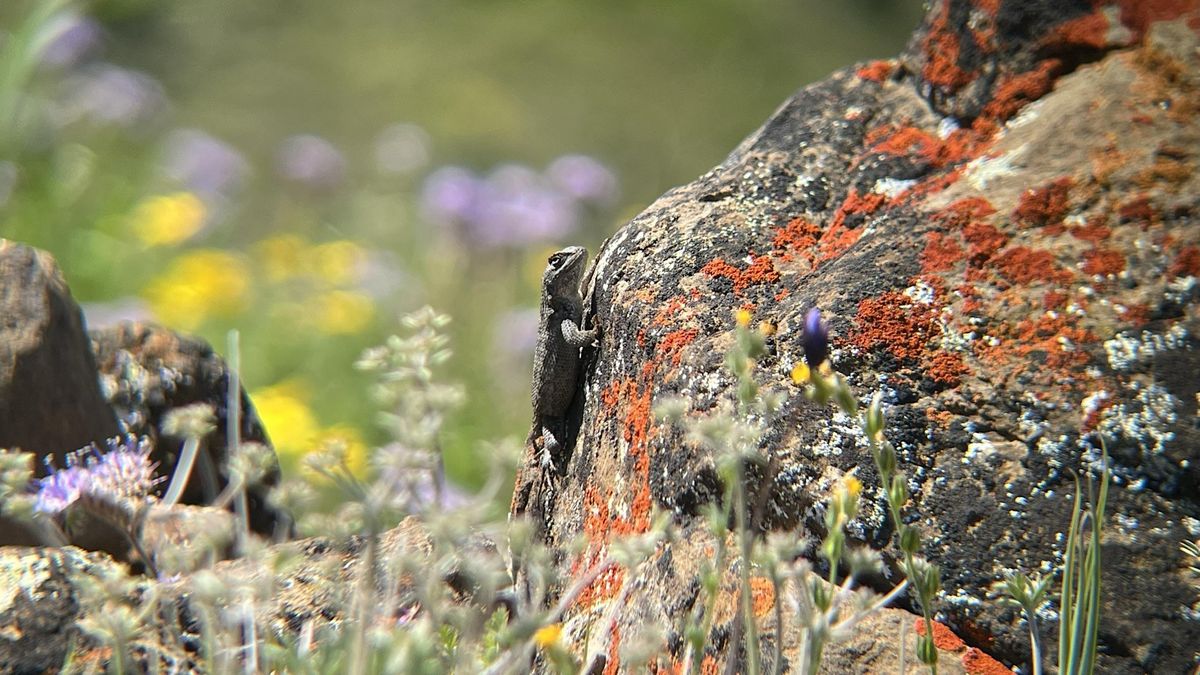 Reptile Ramble, Curry Canyon Ranch, Clayton, 6 May 2024 | AllEvents