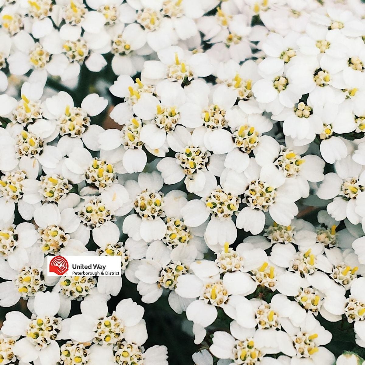 Community Plant Wander- Flower Identification, hazard plants and herbs ...