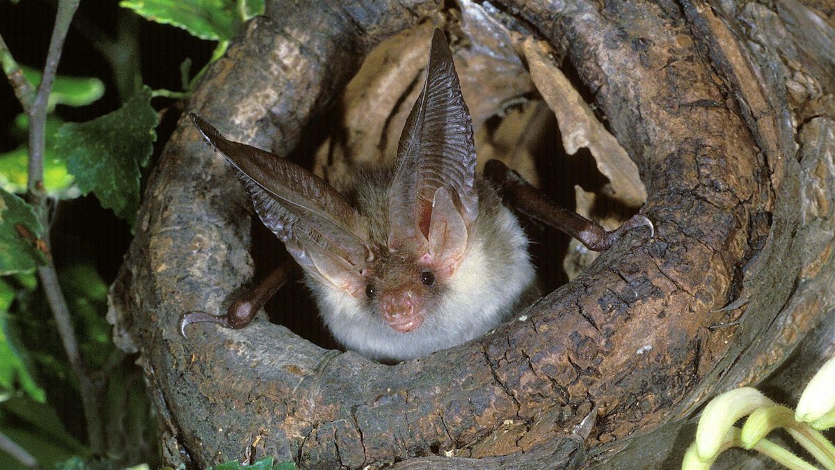 The Bats of Lockleaze, Lockleaze Neighbourhood Trust - The Hub, 1 May ...