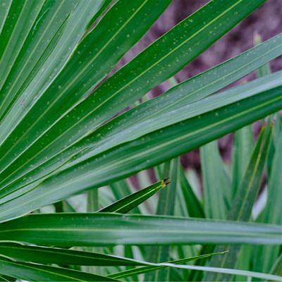 Plant Identification - Weeds & Florida Native Plants, Center for Health ...