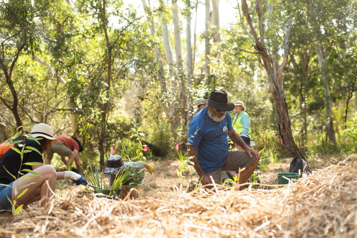 National Tree Day Planting, Hilliards Park Drive, Wellington Point, 28 ...