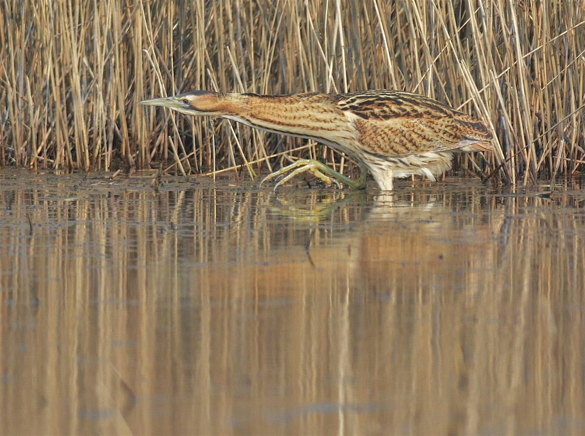 NWT Hickling Broad - Birds of Hickling (20 April), NWT Hickling Broad ...