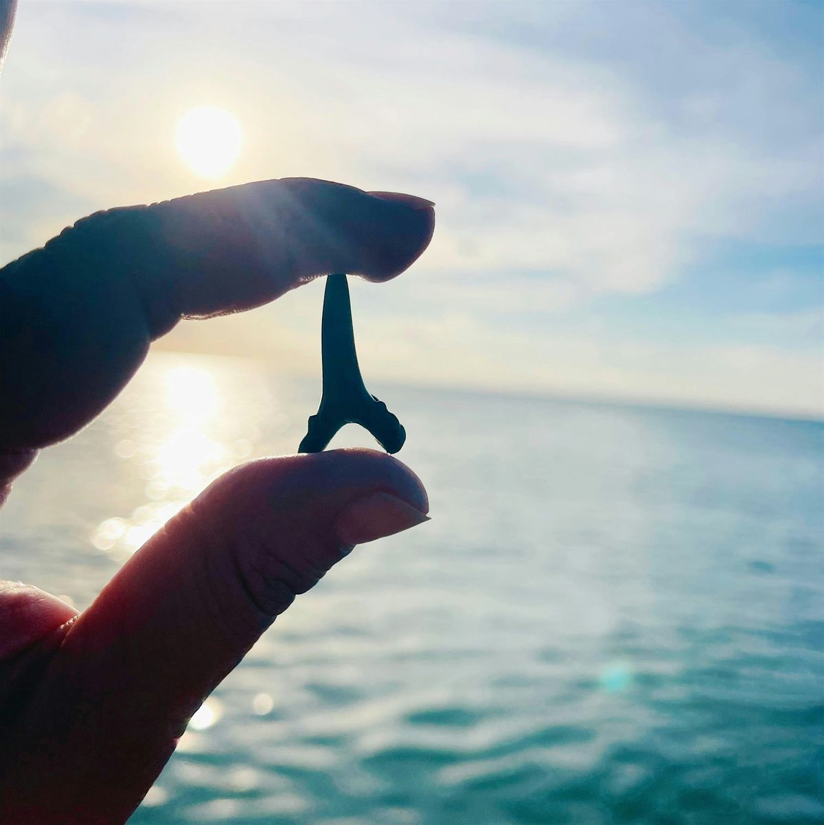Shark Week - DIY Shark Teeth Skimmer - Family Stay & Play - Beach Event ...